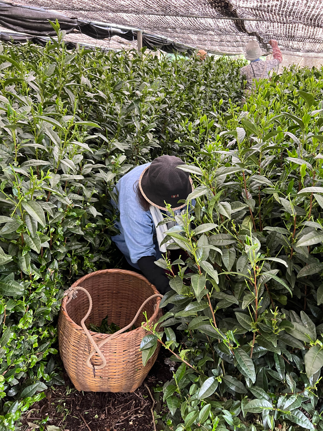 Tea Master of Little Tokyo