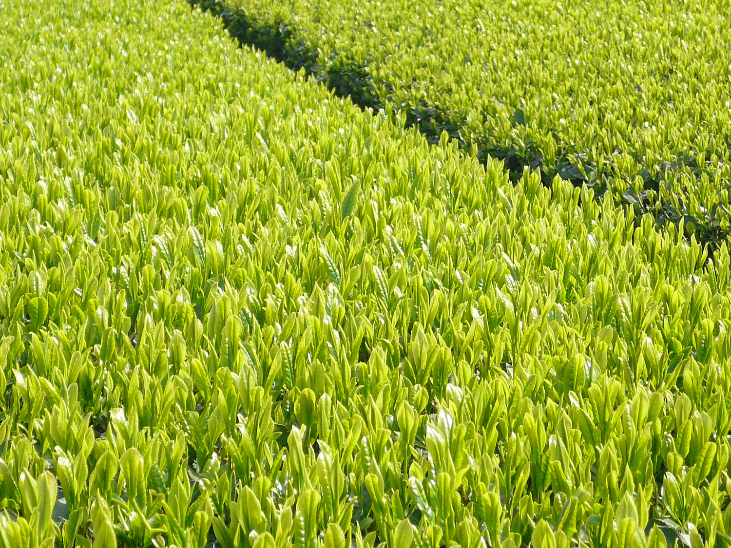 Tea Master of Little Tokyo